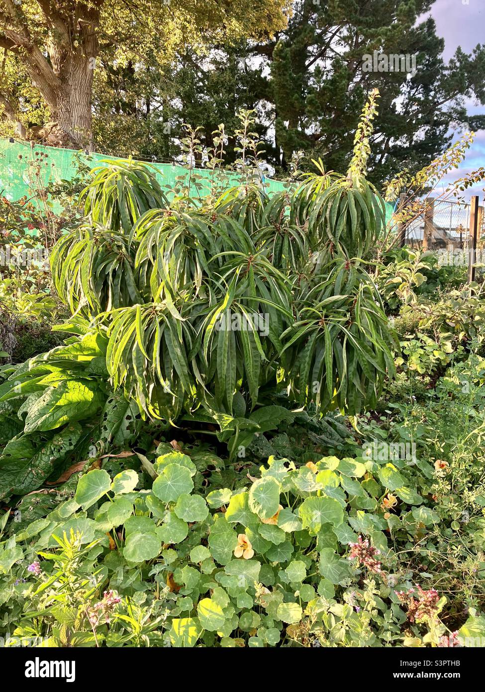 Companion plants hi-res stock photography and images - Alamy