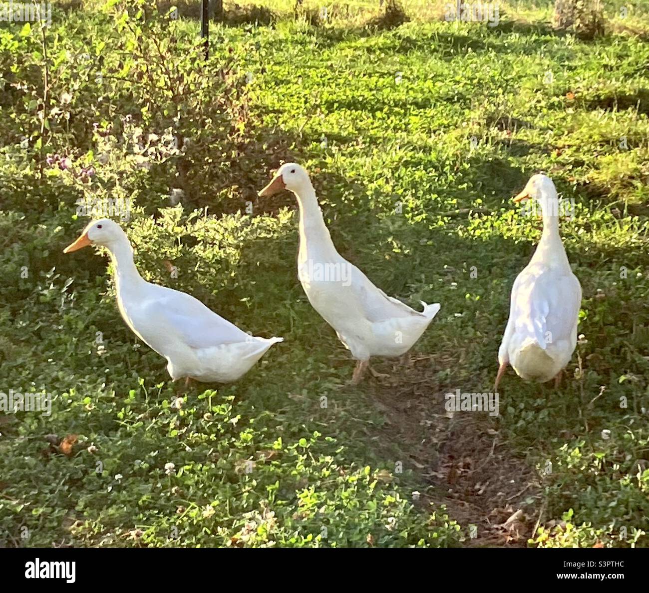 Free range ducks hi-res stock photography and images - Alamy