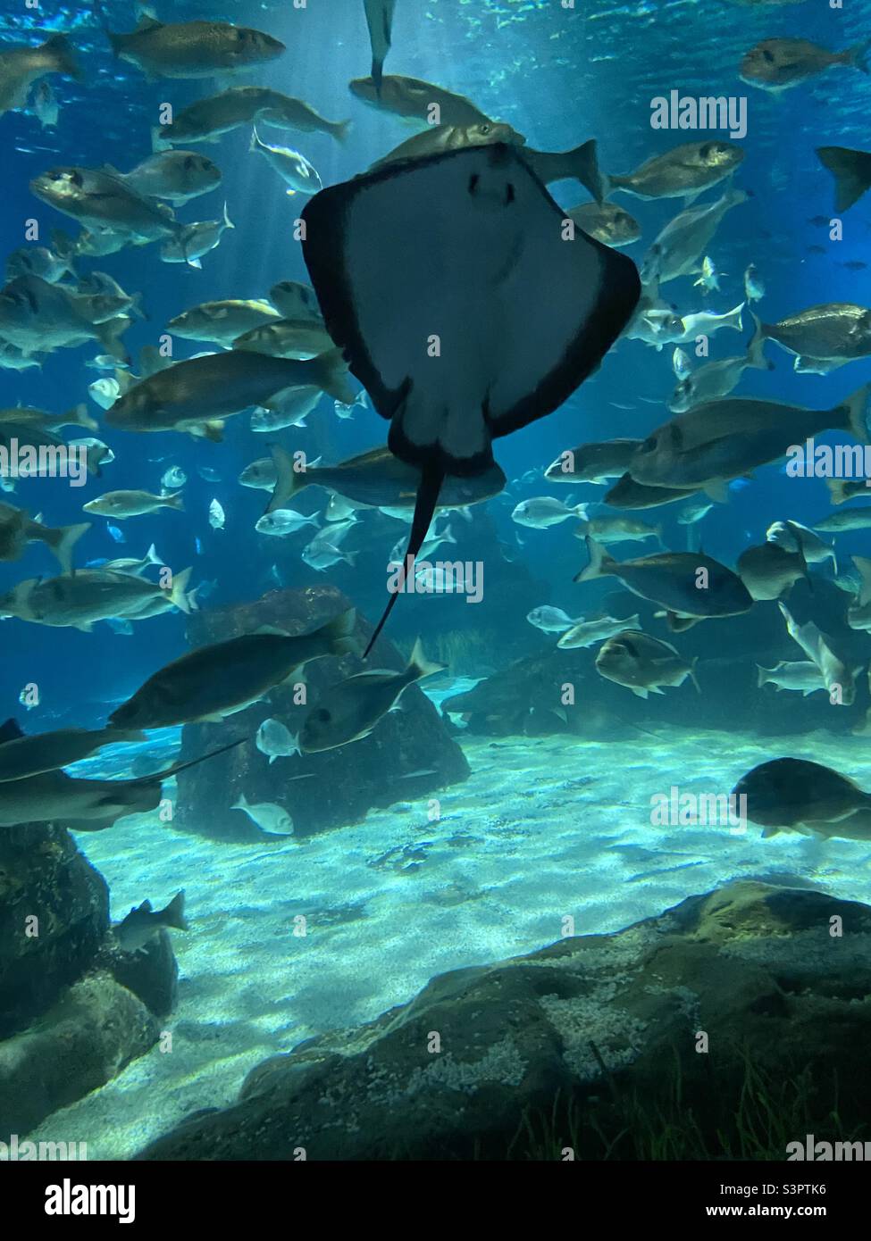 Stingray and fish at the aquarium in Port Vell, Barcelona, Catalunya ...