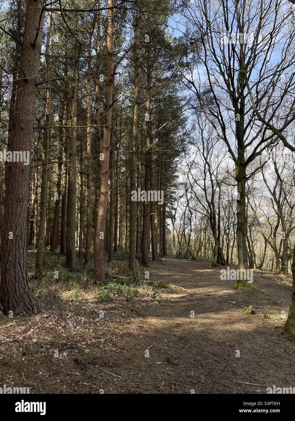 Woodland scene end of winter beginning of spring, leaves on the ground ...