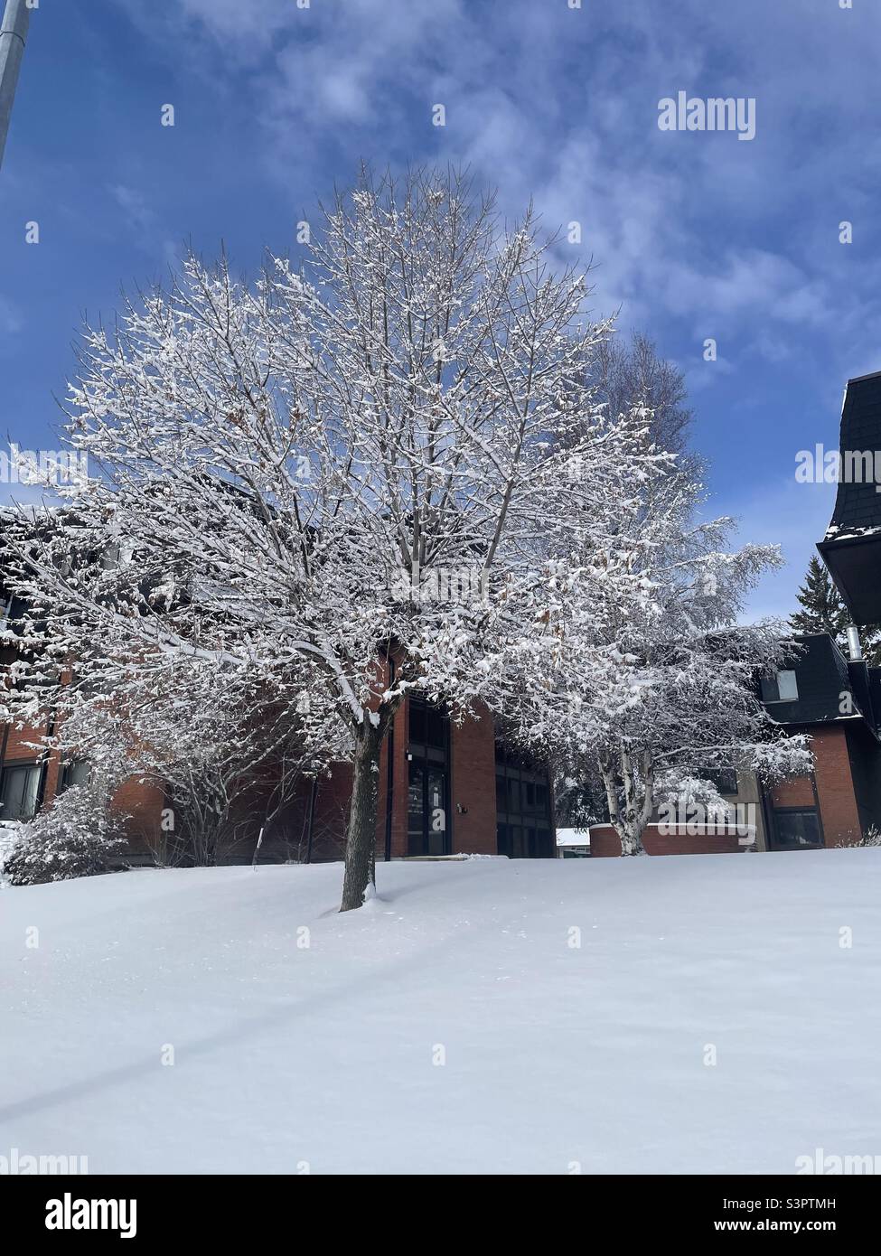 Snow trees and condos Stock Photo - Alamy