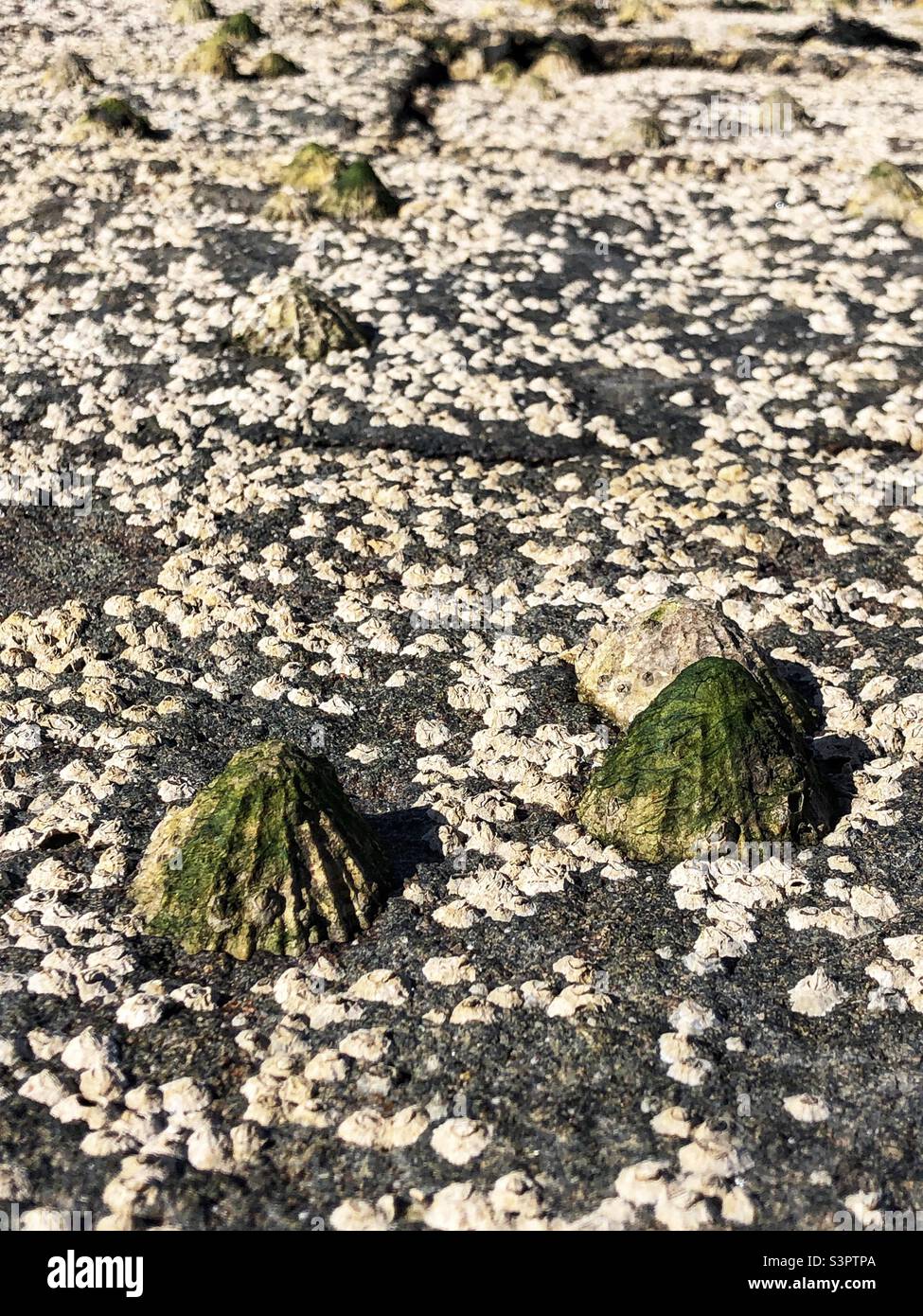 Shells of limpets hi-res stock photography and images - Alamy