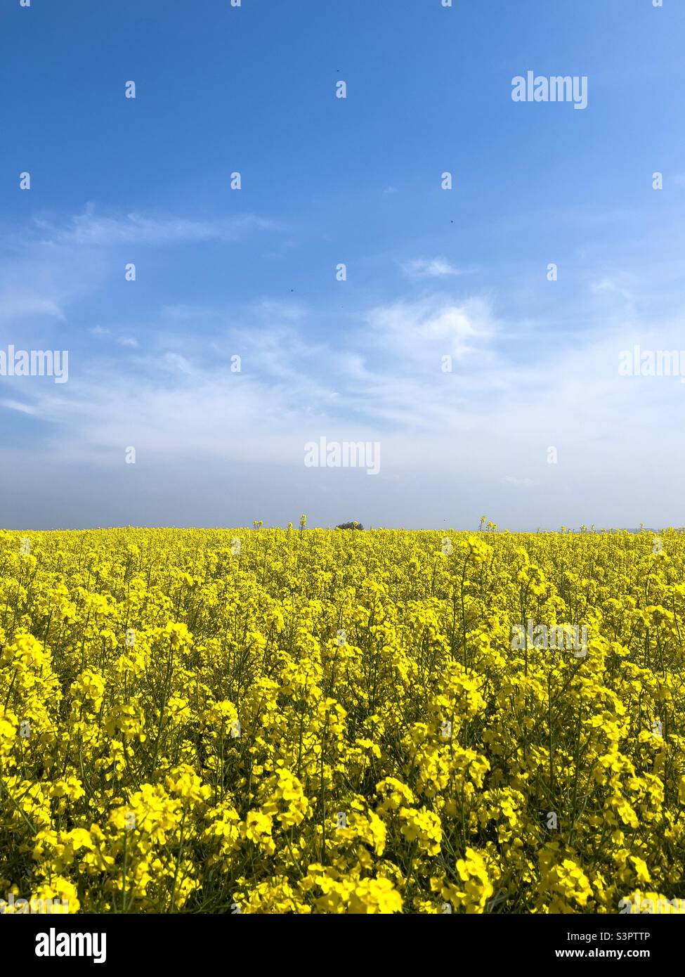 Field of yellow Stock Photo - Alamy