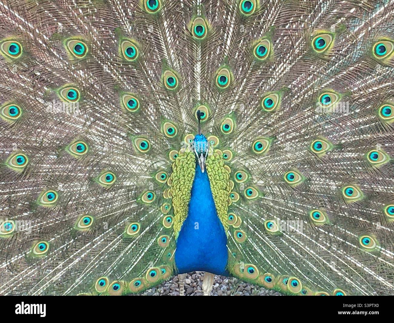 Peacock full train plumage hi-res stock photography and images - Alamy