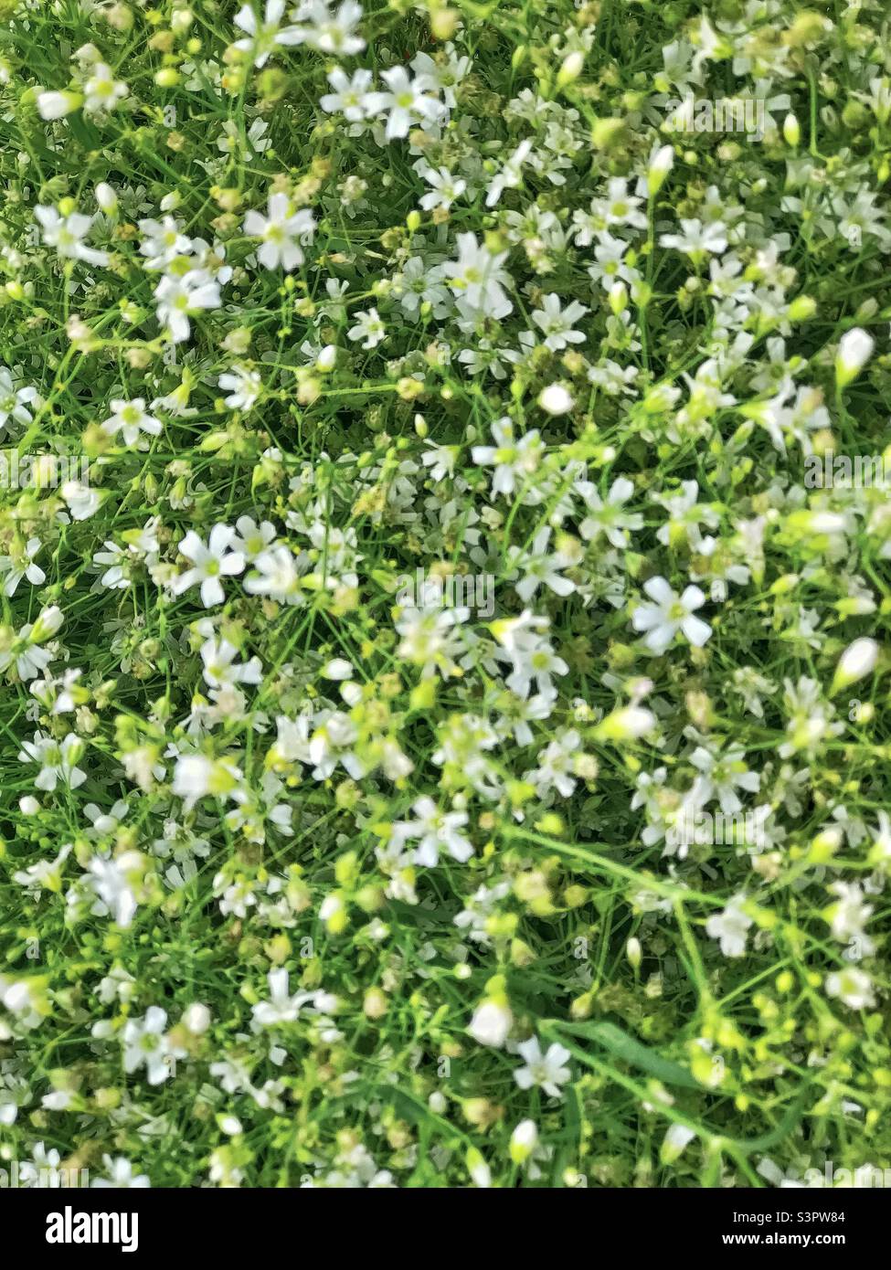 Grass and flowers hi-res stock photography and images - Alamy