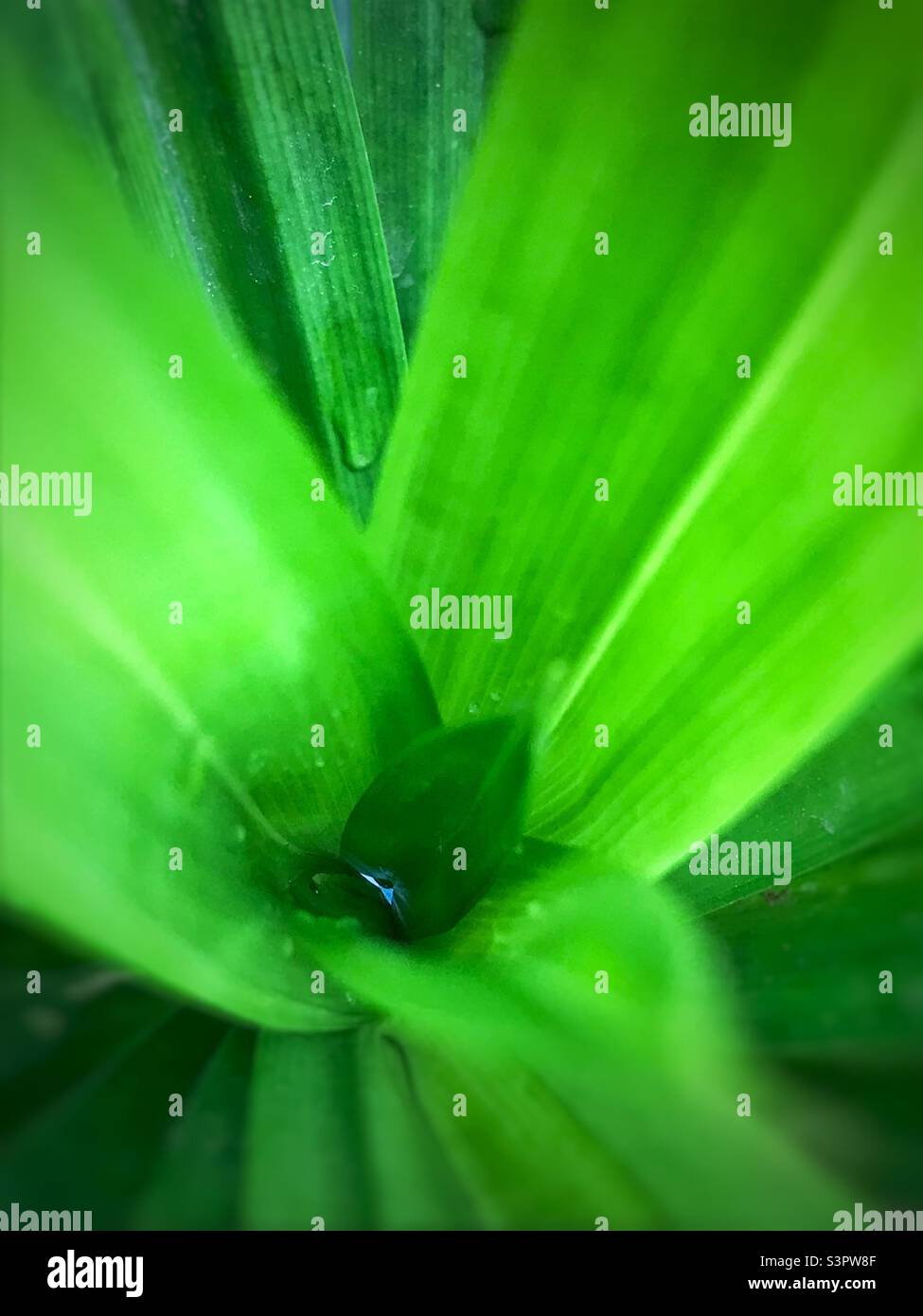 Beautiful greenery hi-res stock photography and images - Alamy