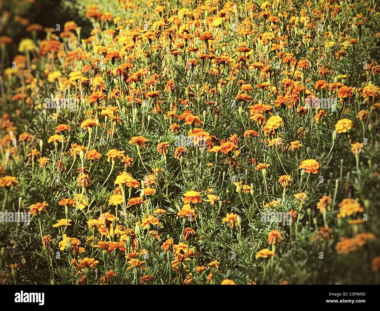 Gold flowers hi-res stock photography and images - Alamy