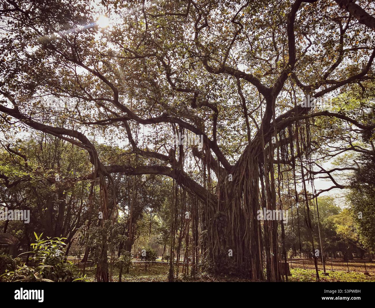 Indian banyan tree hi-res stock photography and images - Alamy