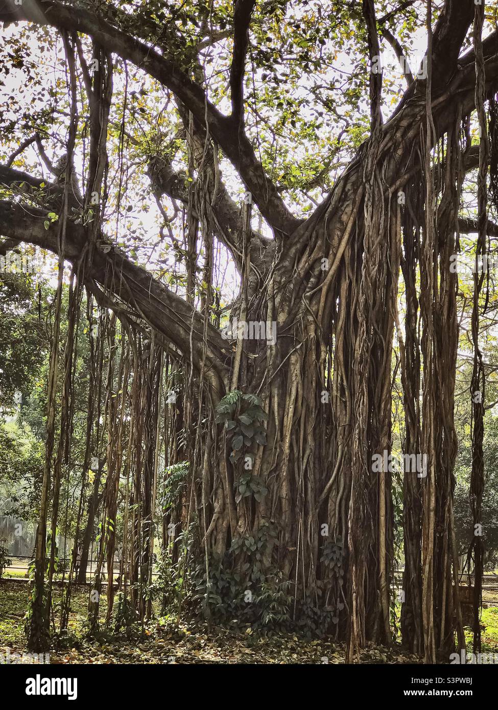 Tree shadow with sun hi-res stock photography and images - Alamy