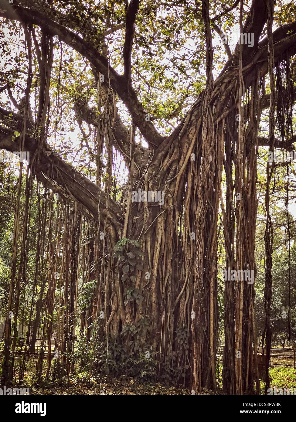 Indian banyan tree hi-res stock photography and images - Alamy
