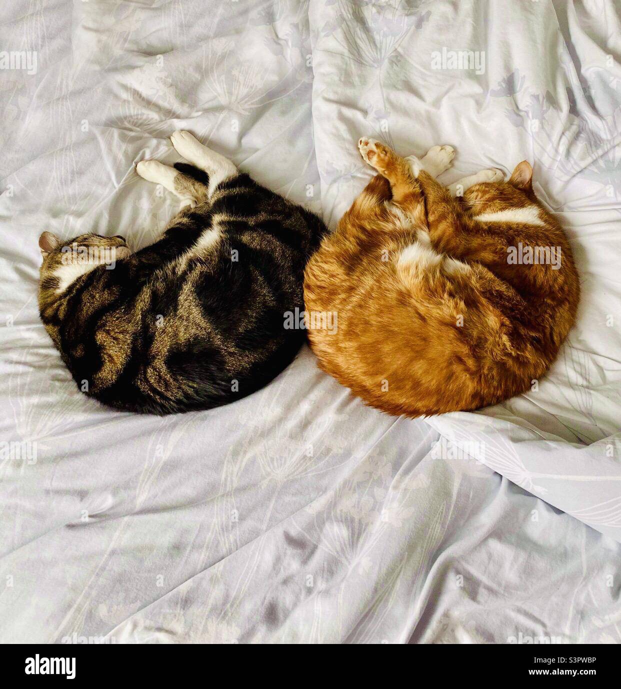 Copy cat hi-res stock photography and images - Alamy