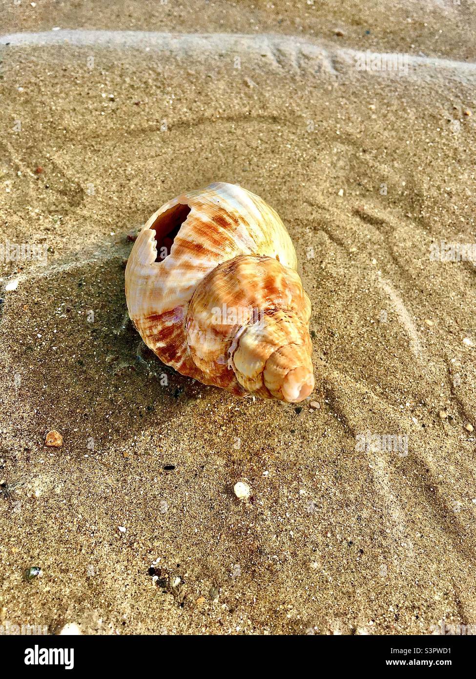 Shell on the beach Stock Photo - Alamy