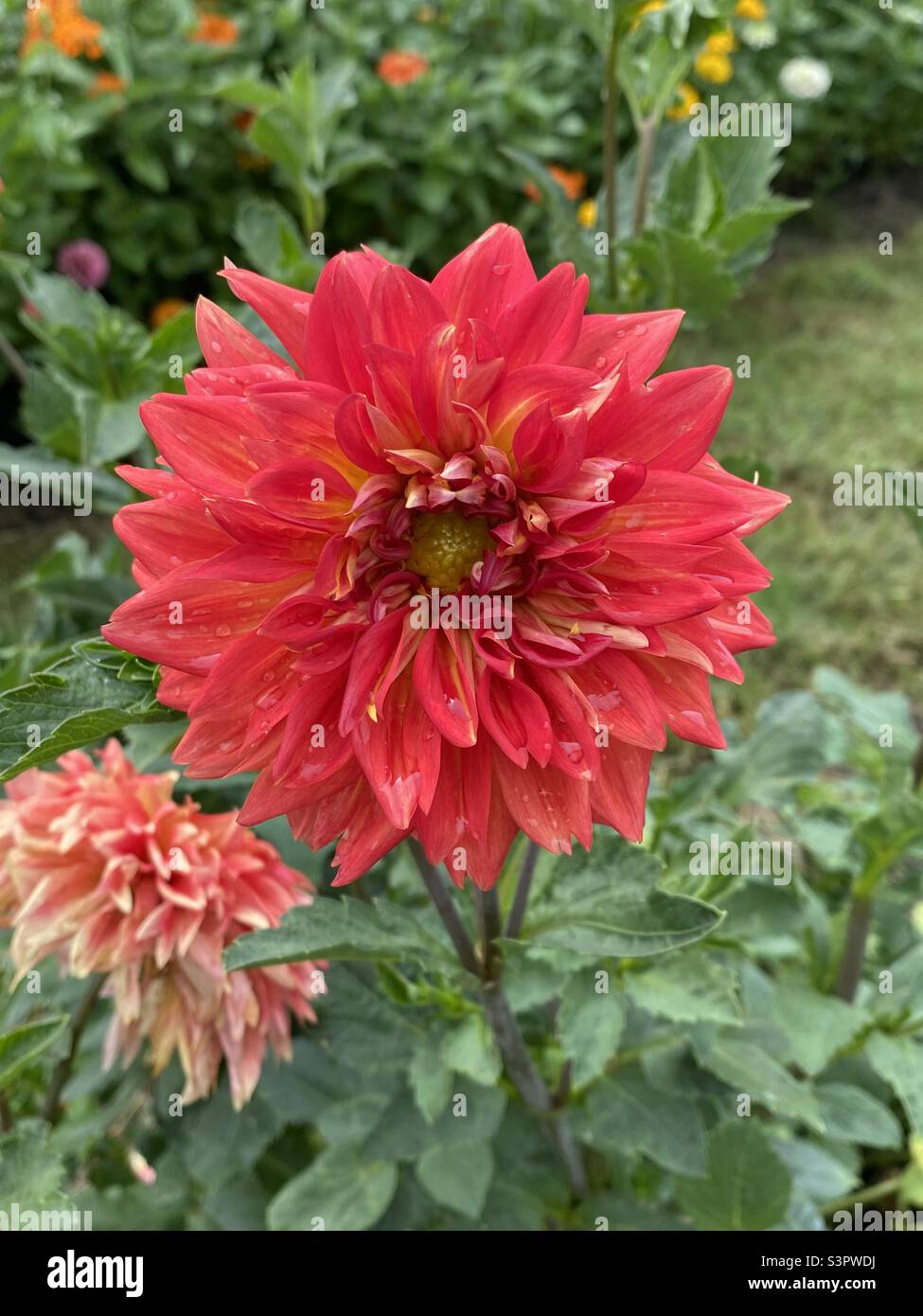 Dinner plate red dahlia Stock Photo - Alamy
