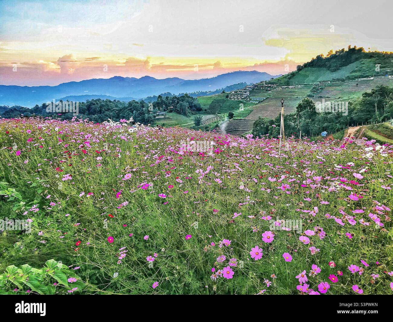 Pink wild flowers hi-res stock photography and images - Alamy