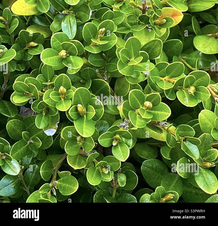 Boxwood shrubs hi-res stock photography and images - Alamy