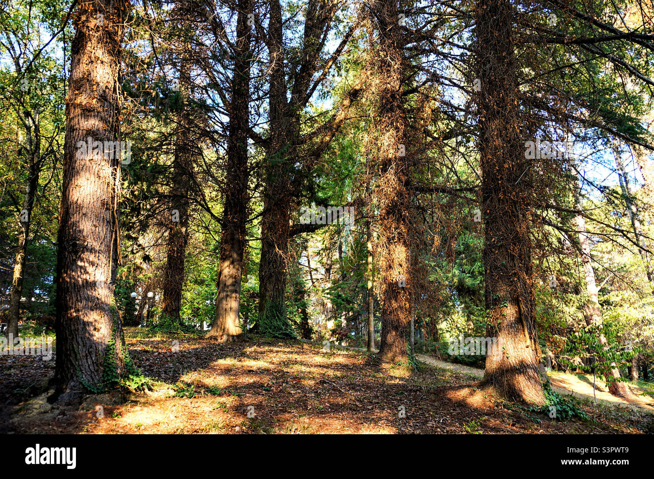 Sunlight shadows forest hi-res stock photography and images - Alamy