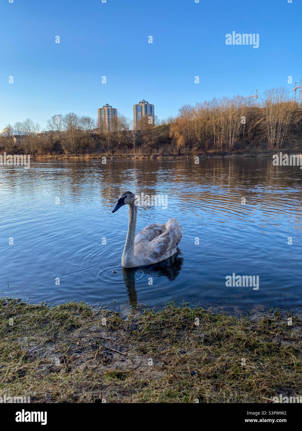The swan family swims on the river Stock Photo - Alamy