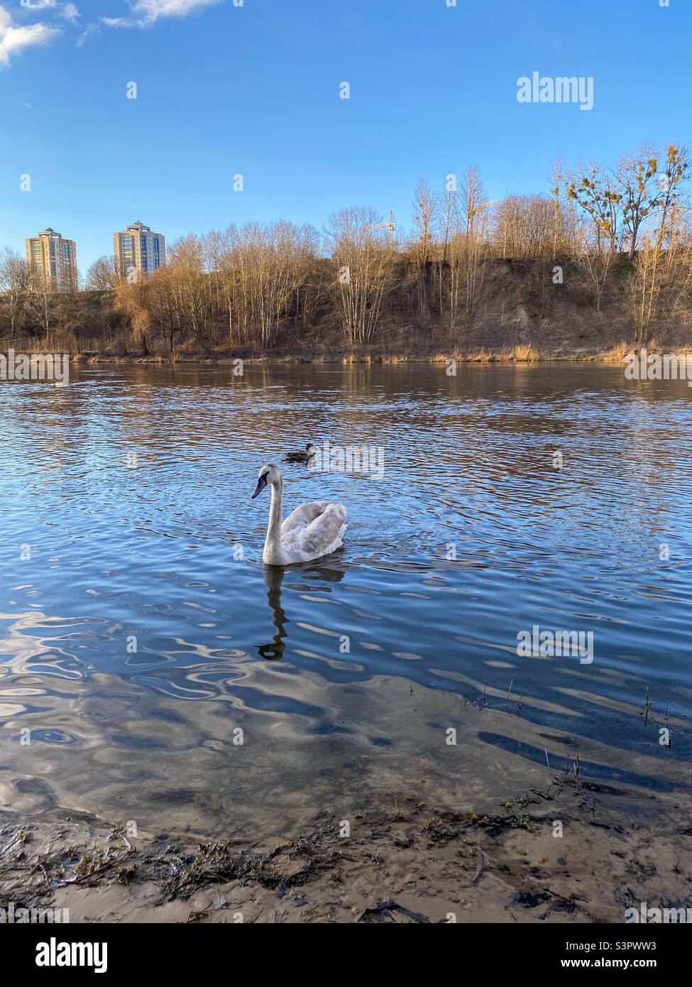 Swan swims on river water hi-res stock photography and images - Alamy