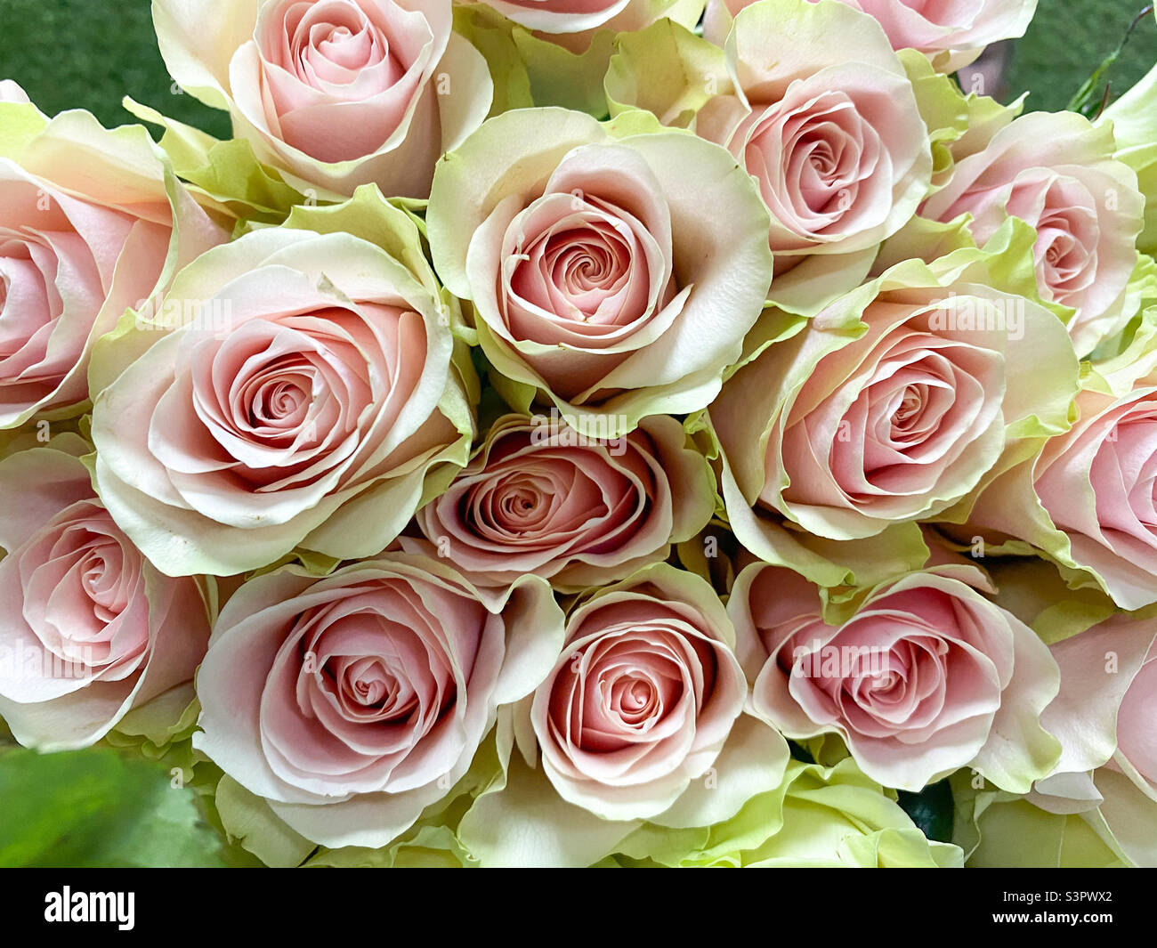A bouquet of white-red roses close-up. Background of white-red roses ...