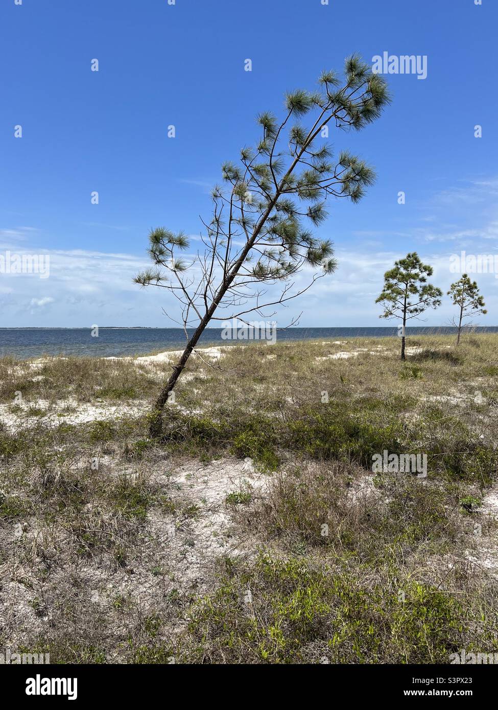 Leaning pine tree trees hi-res stock photography and images - Alamy