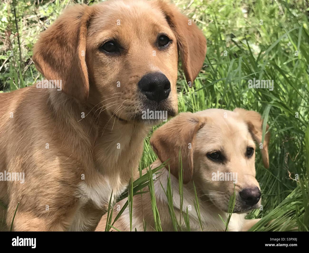 Sweet dogs hi-res stock photography and images - Alamy
