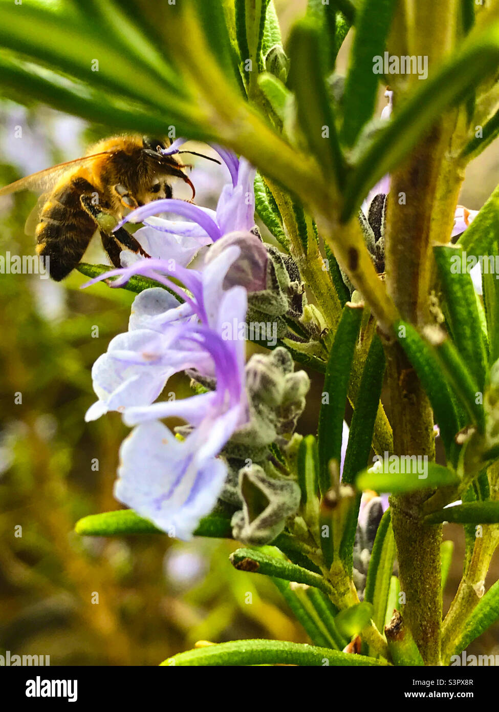 Honey bee pollinates a wild rosemary plant Stock Photo - Alamy