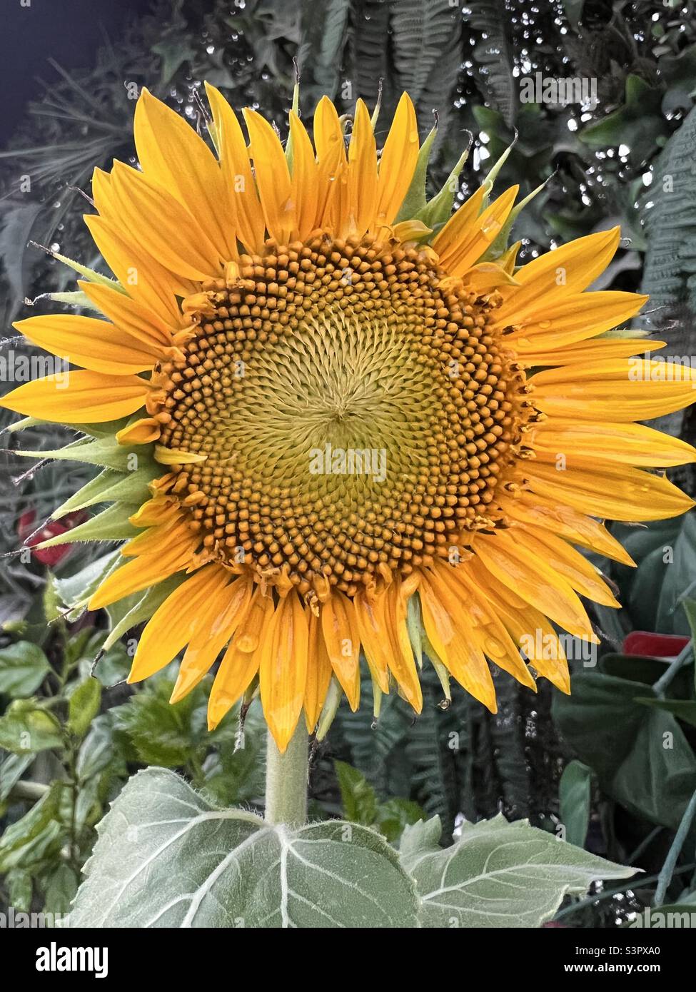 Shining sunflower hi-res stock photography and images - Alamy