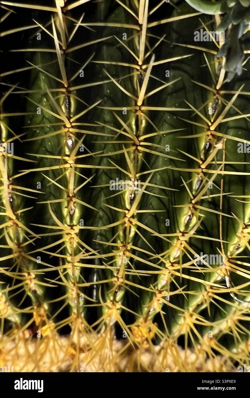 Closeup of cactus needles hi-res stock photography and images - Alamy