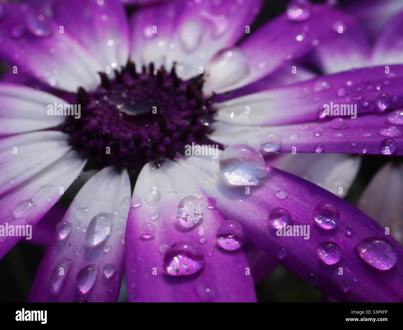 Spring Evening Flower after a April Shower Stock Photo - Alamy
