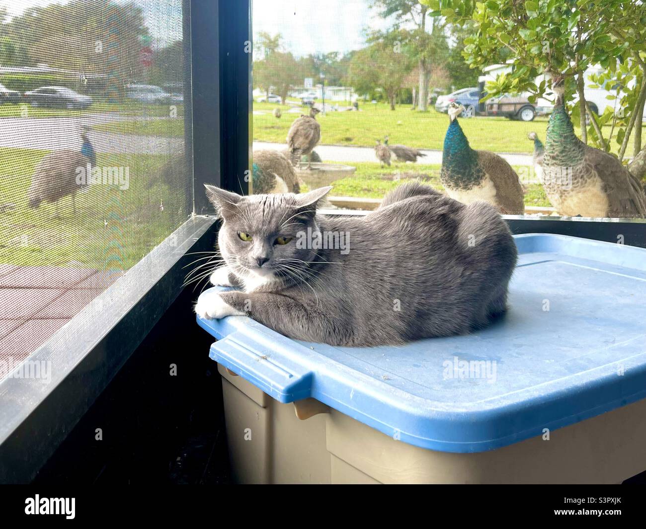 Annoyed cat inside screen porch with peacocks in background, bright day ...