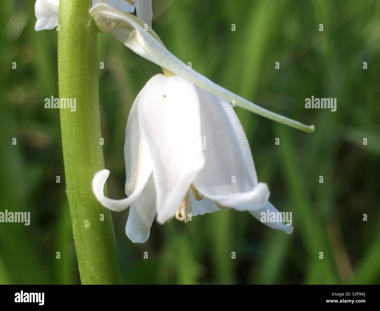 Beauty, white, bell, green, nature, peace Stock Photo - Alamy