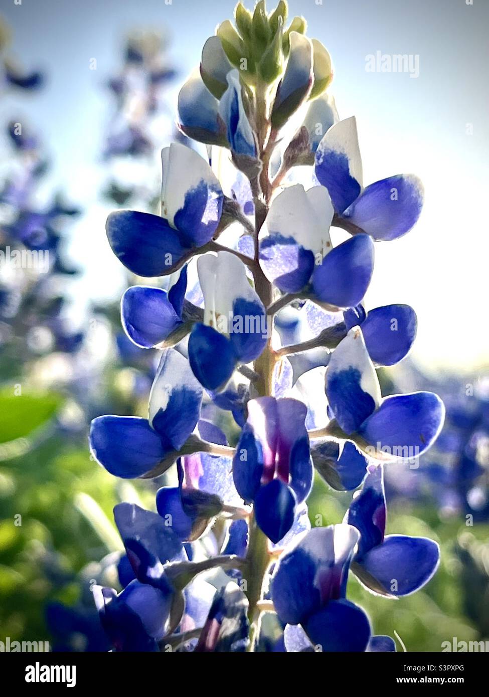 Closeup of a bluebonnet Stock Photo - Alamy