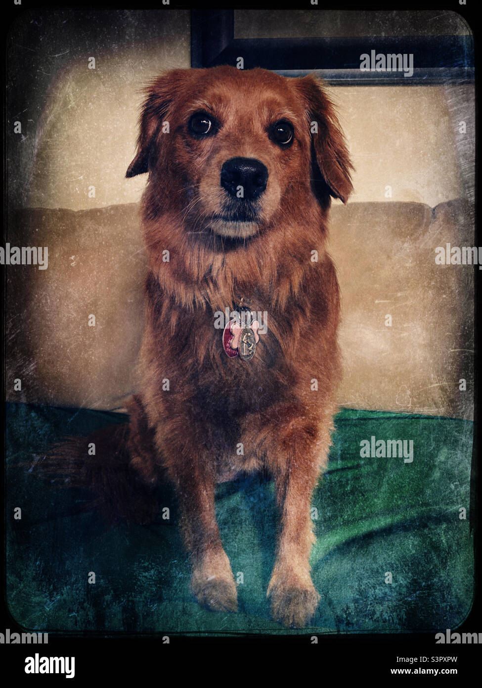 Our cute little family dog sitting on couch with grunge effect Stock ...