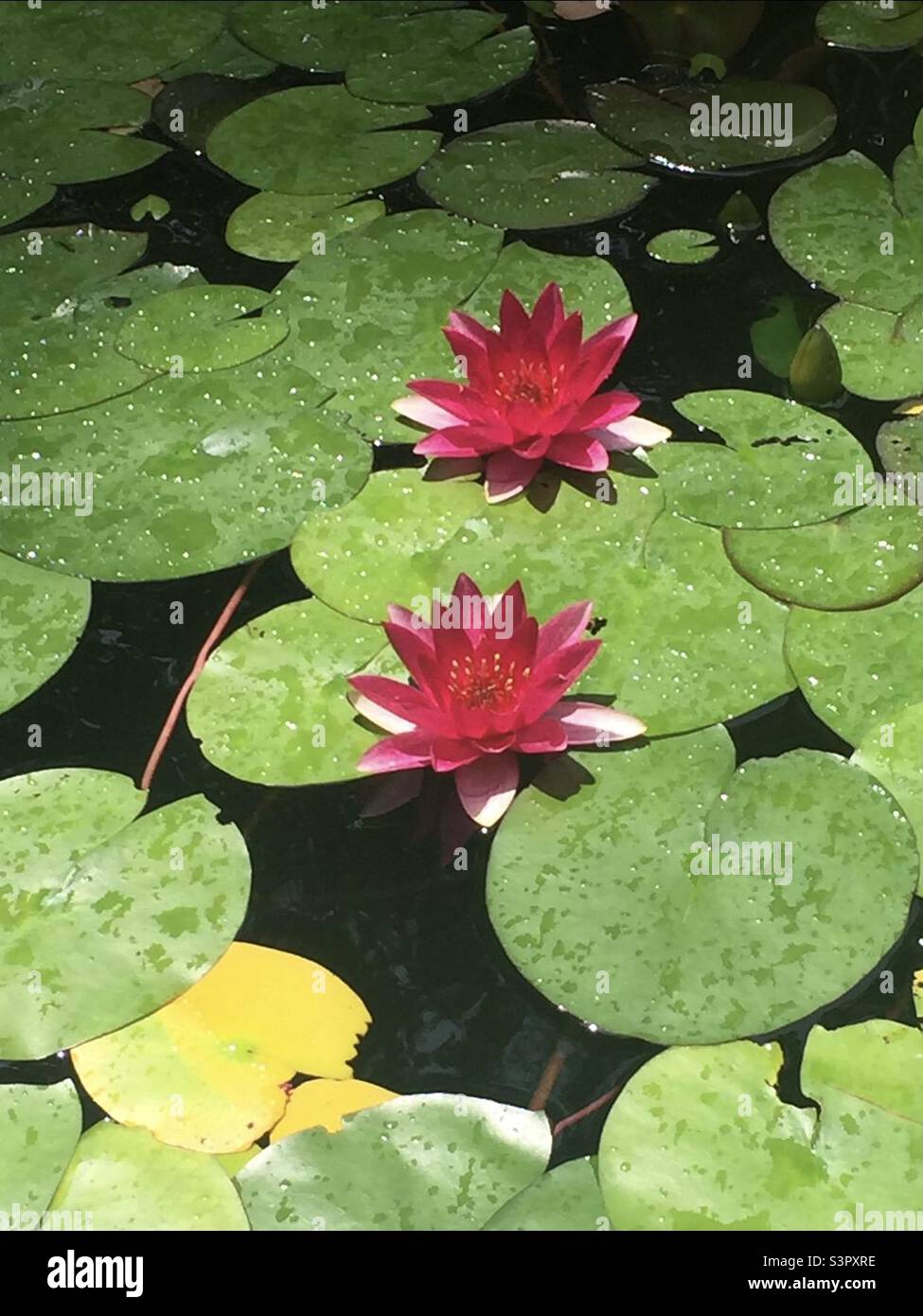 Lily pad flower hi-res stock photography and images - Alamy