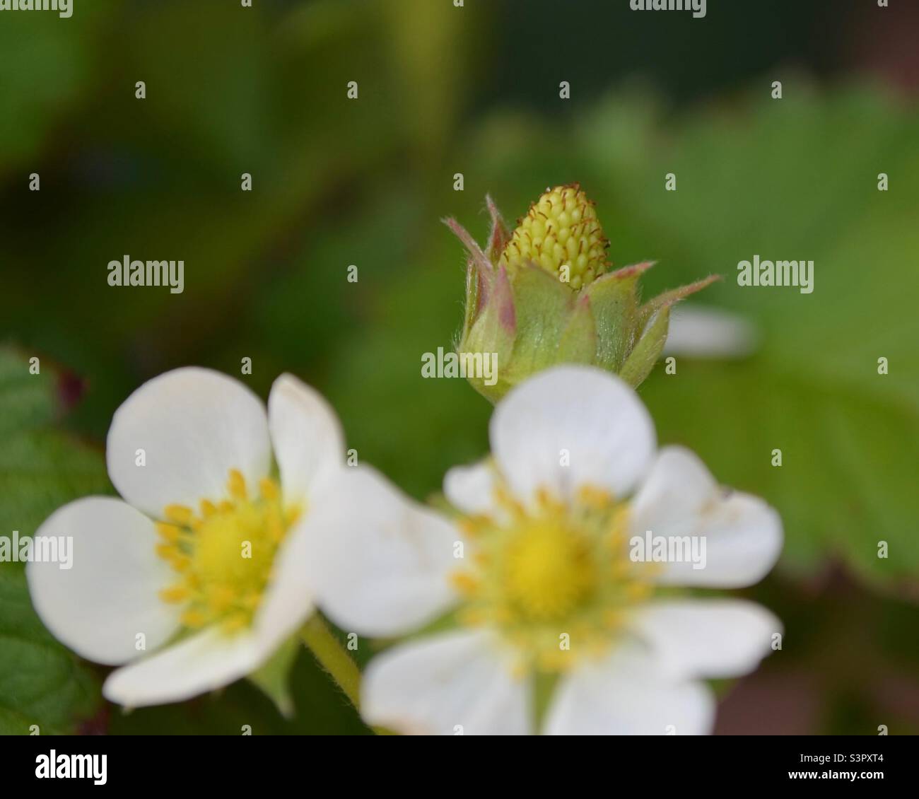 How to grow strawberry hi-res stock photography and images - Alamy