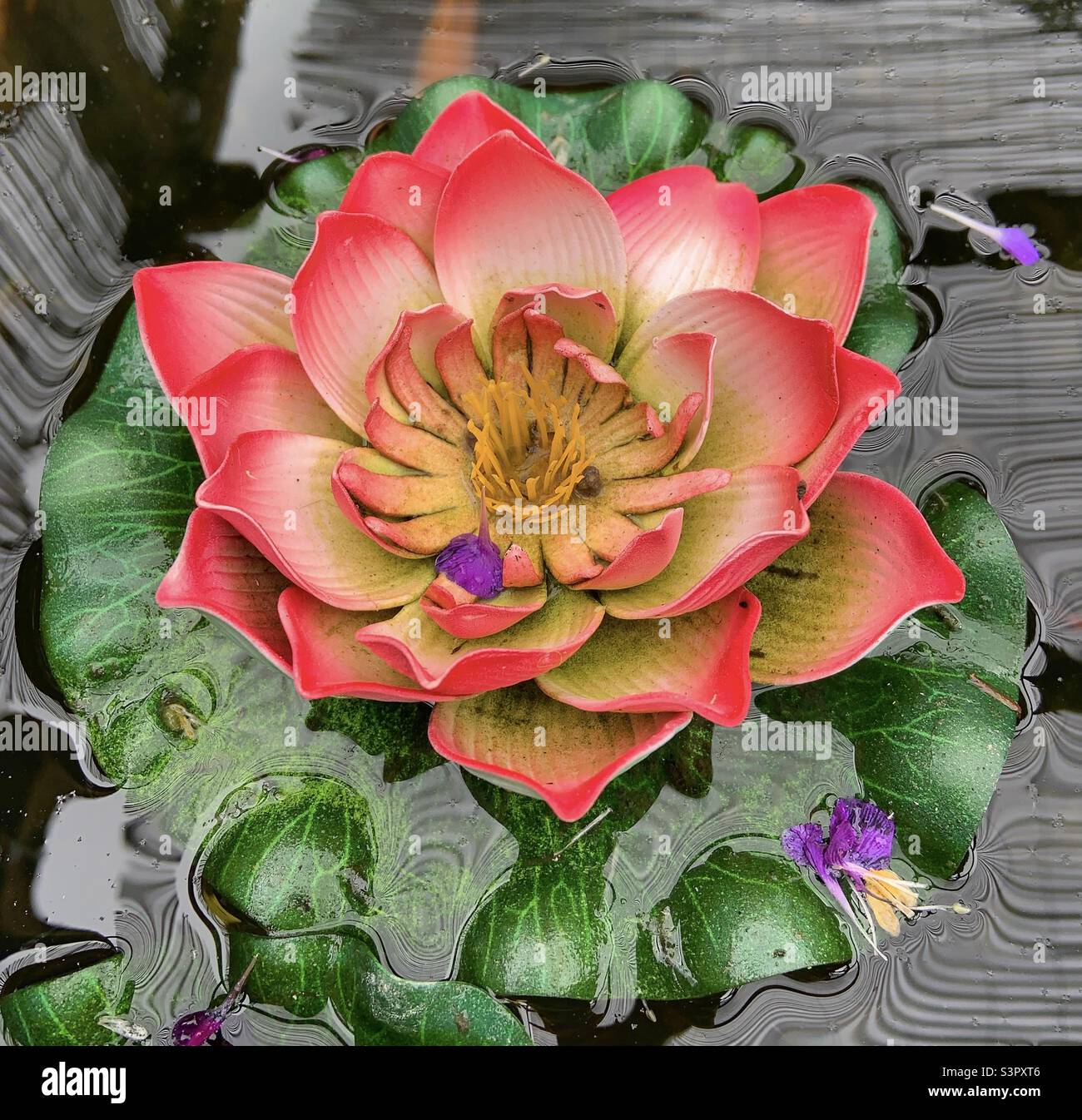 Red Water Lily Stock Photo - Alamy