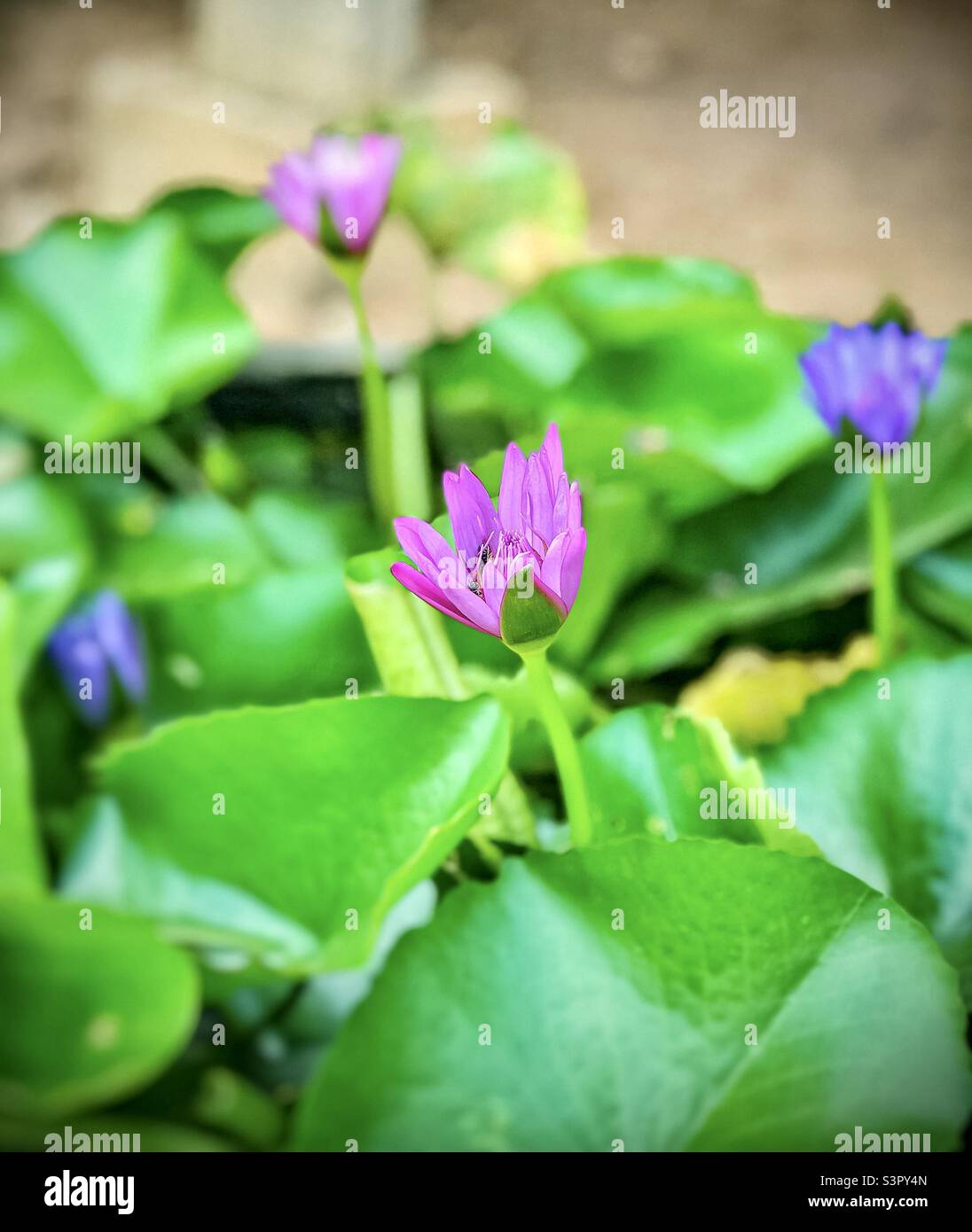 Pink tank hi-res stock photography and images - Alamy