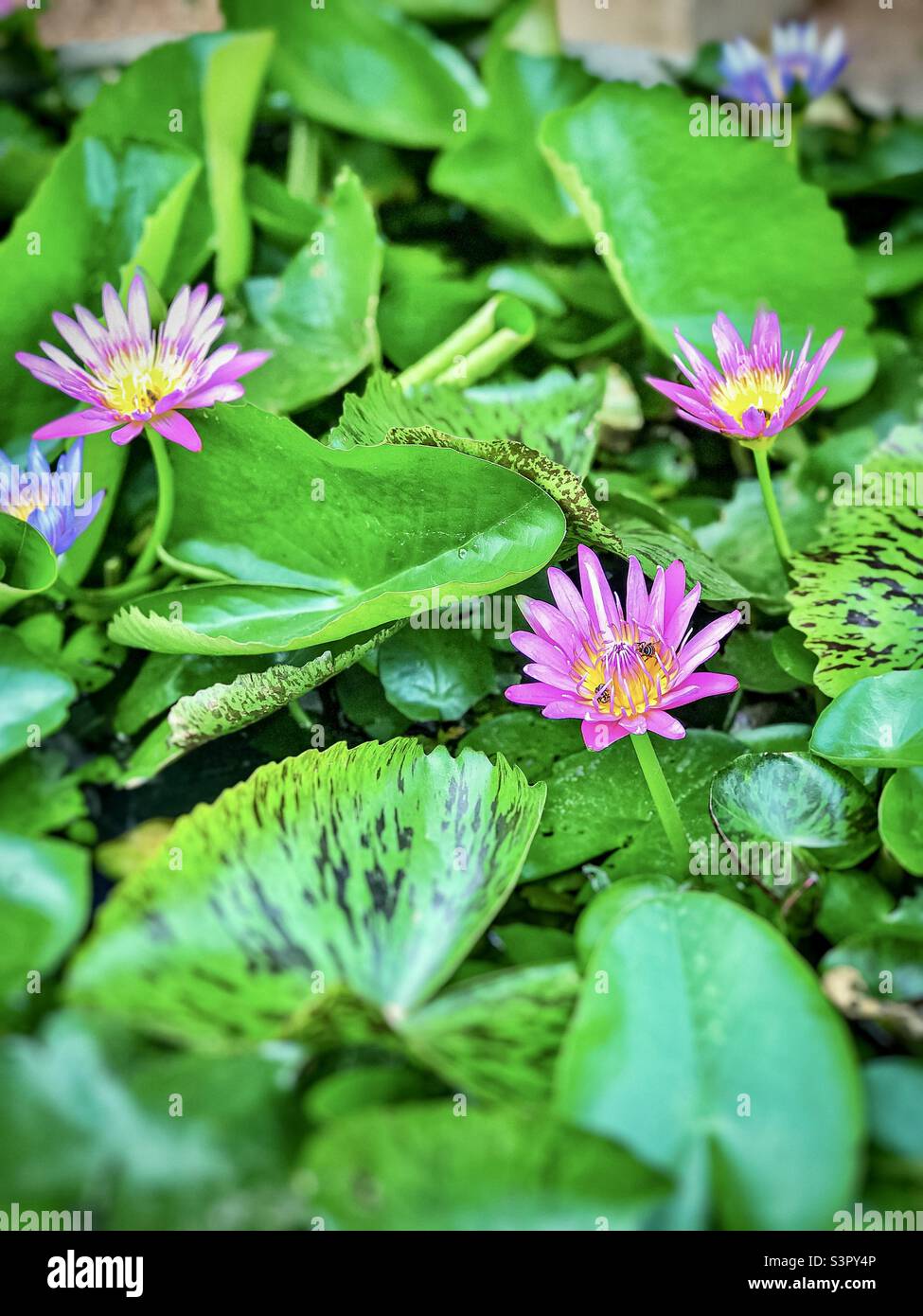Flower water tank pink hi-res stock photography and images - Alamy