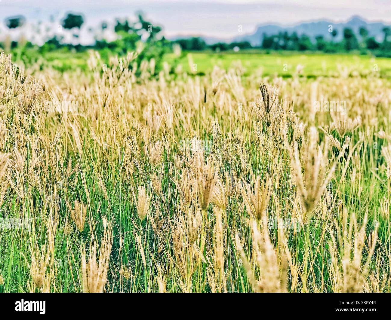 Field of fall hi-res stock photography and images - Alamy