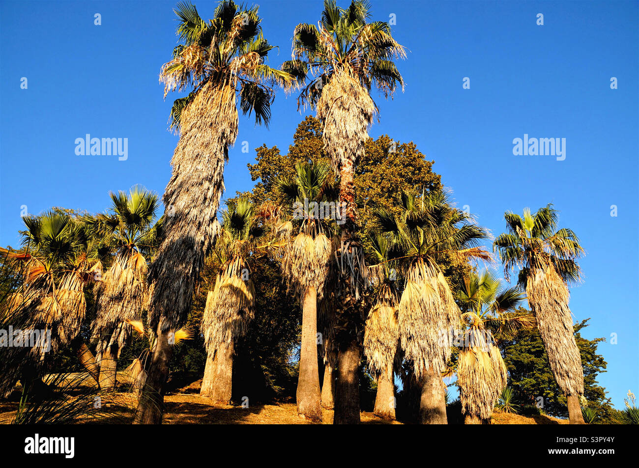 Many beautiful palm trees hi-res stock photography and images - Alamy