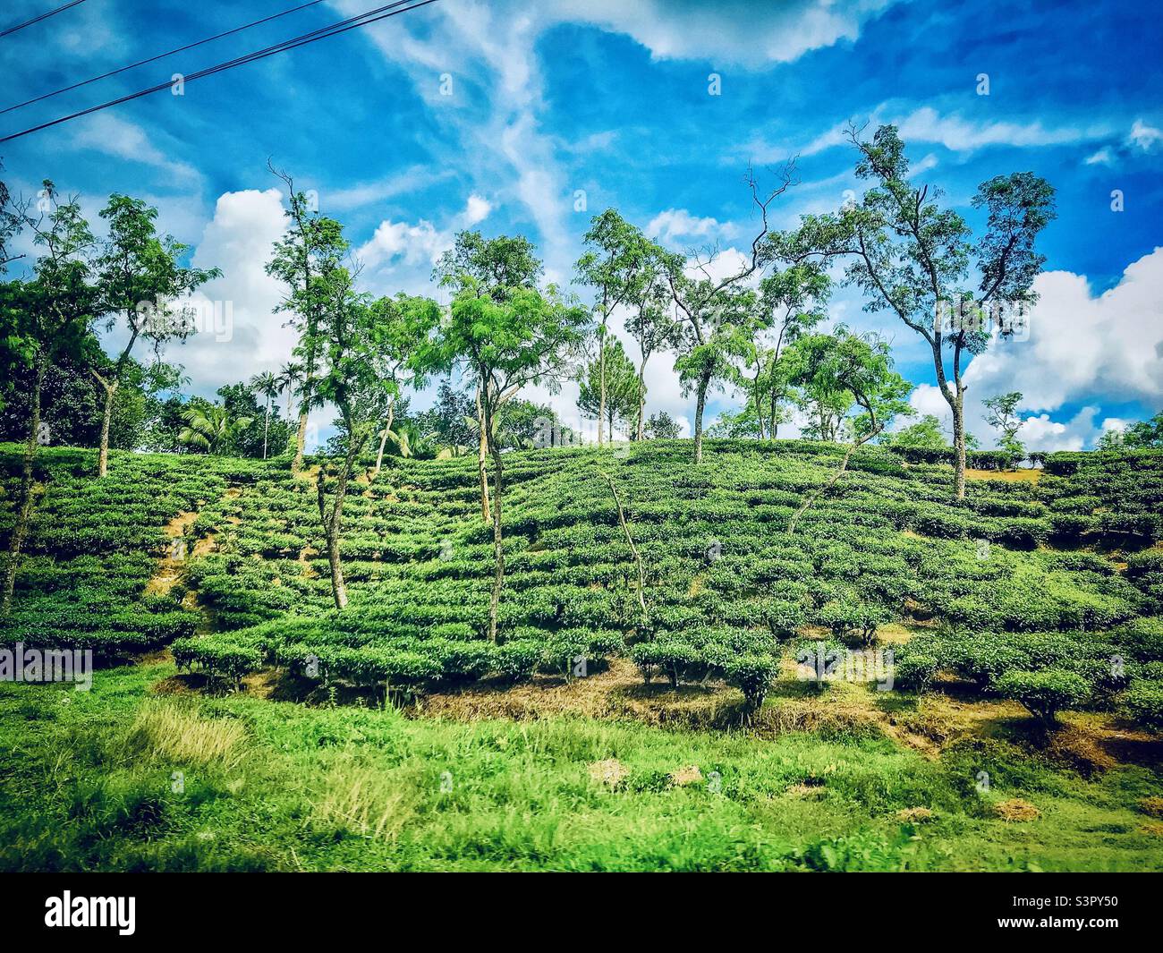 Famous Tea garden in Bangladesh Stock Photo - Alamy