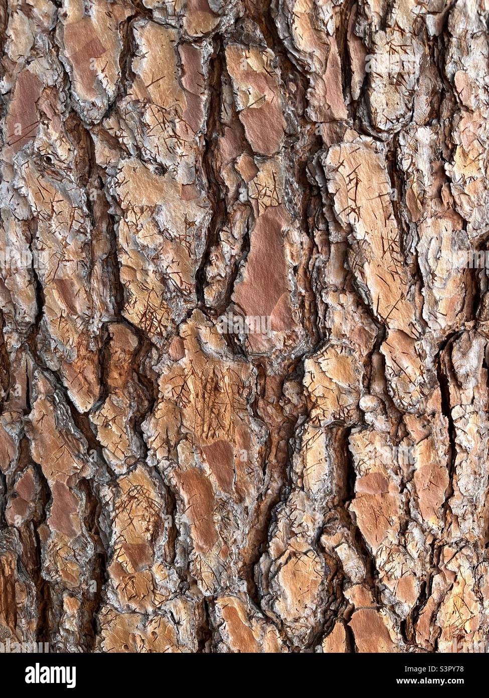 The bark of a tree is its oldest memories - S. Ahmad Stock Photo - Alamy