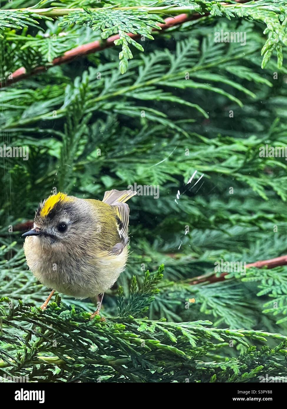 Goldcrest bird hi-res stock photography and images - Alamy