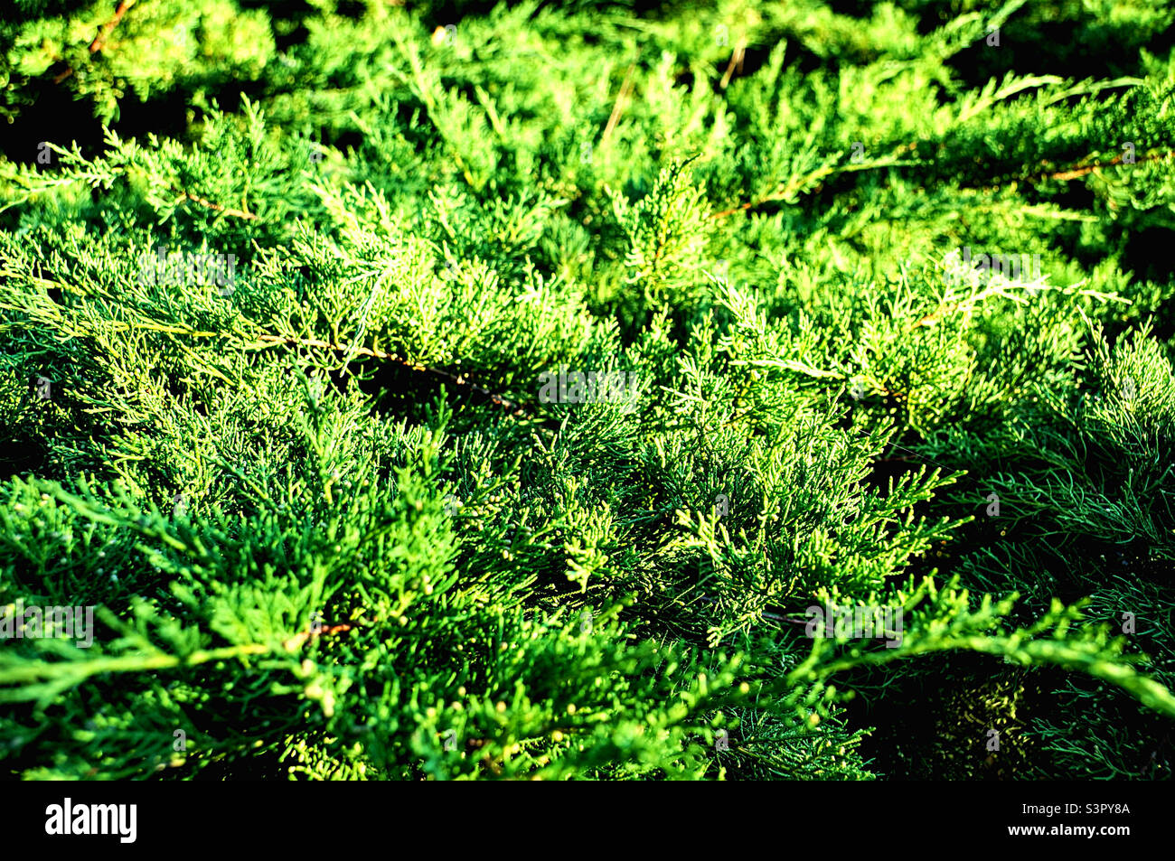 small branches of a green plant Stock Photo - Alamy