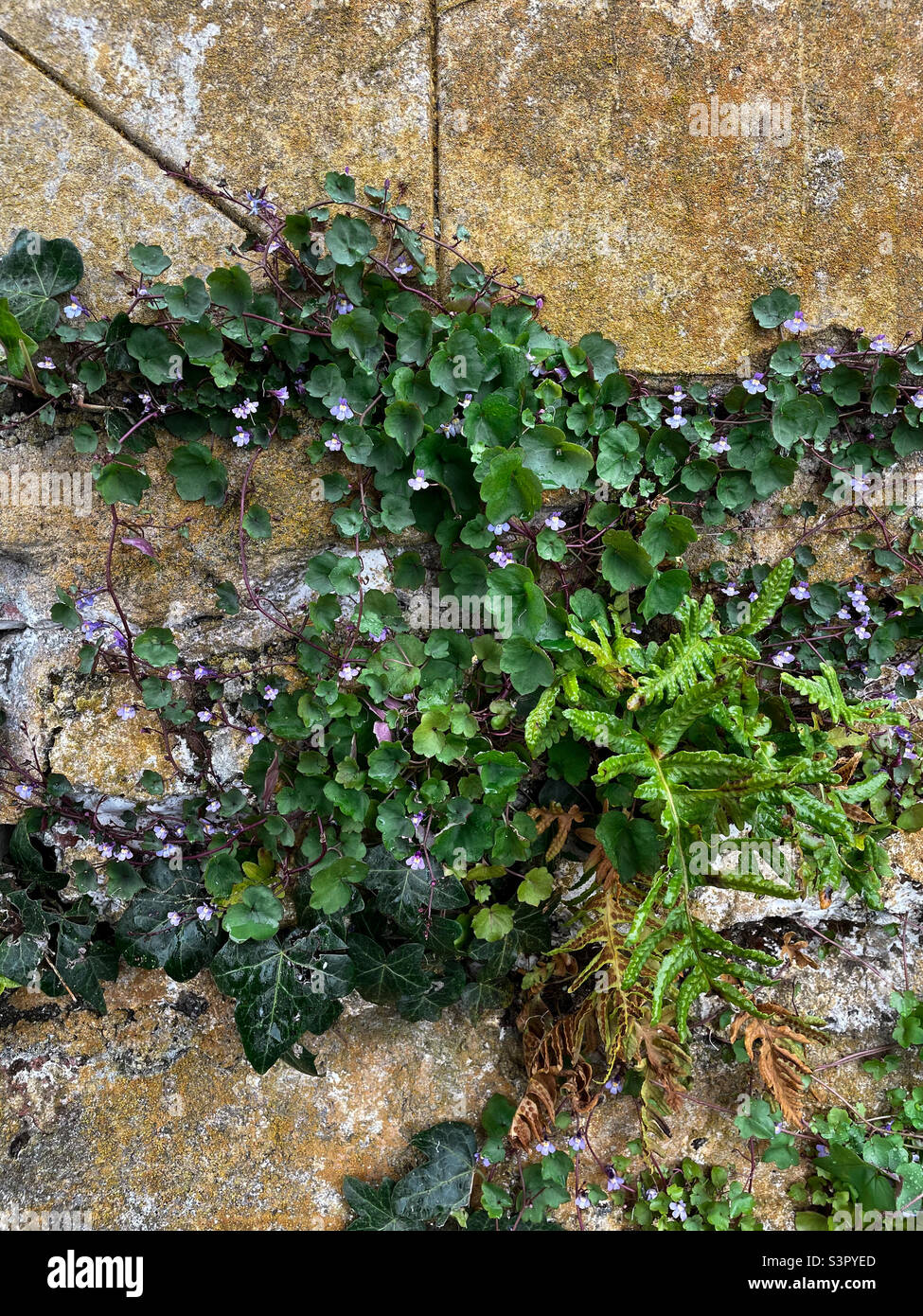 Plants growing on rock Stock Photo - Alamy