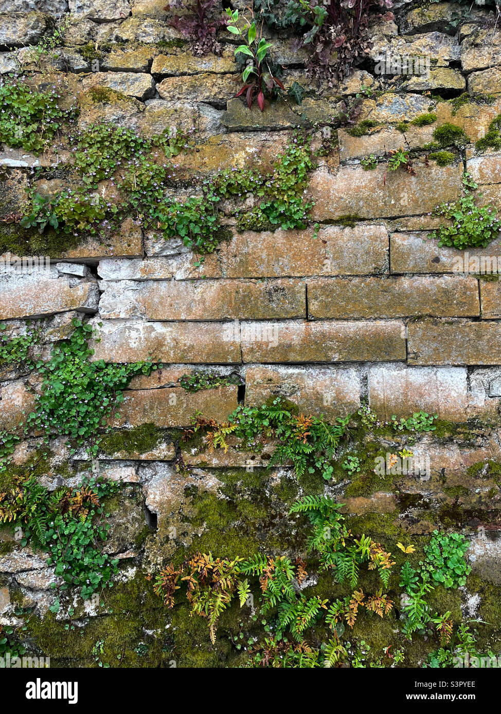 Vegetation growing on bricks Stock Photo - Alamy