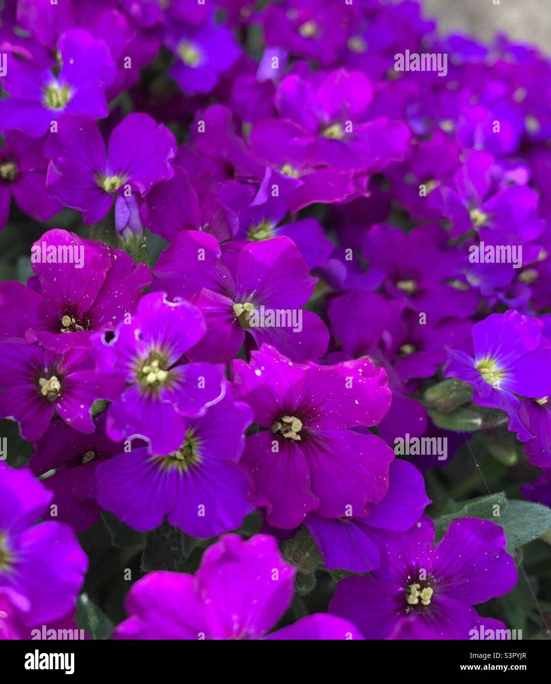 Violette bluten hi-res stock photography and images - Alamy