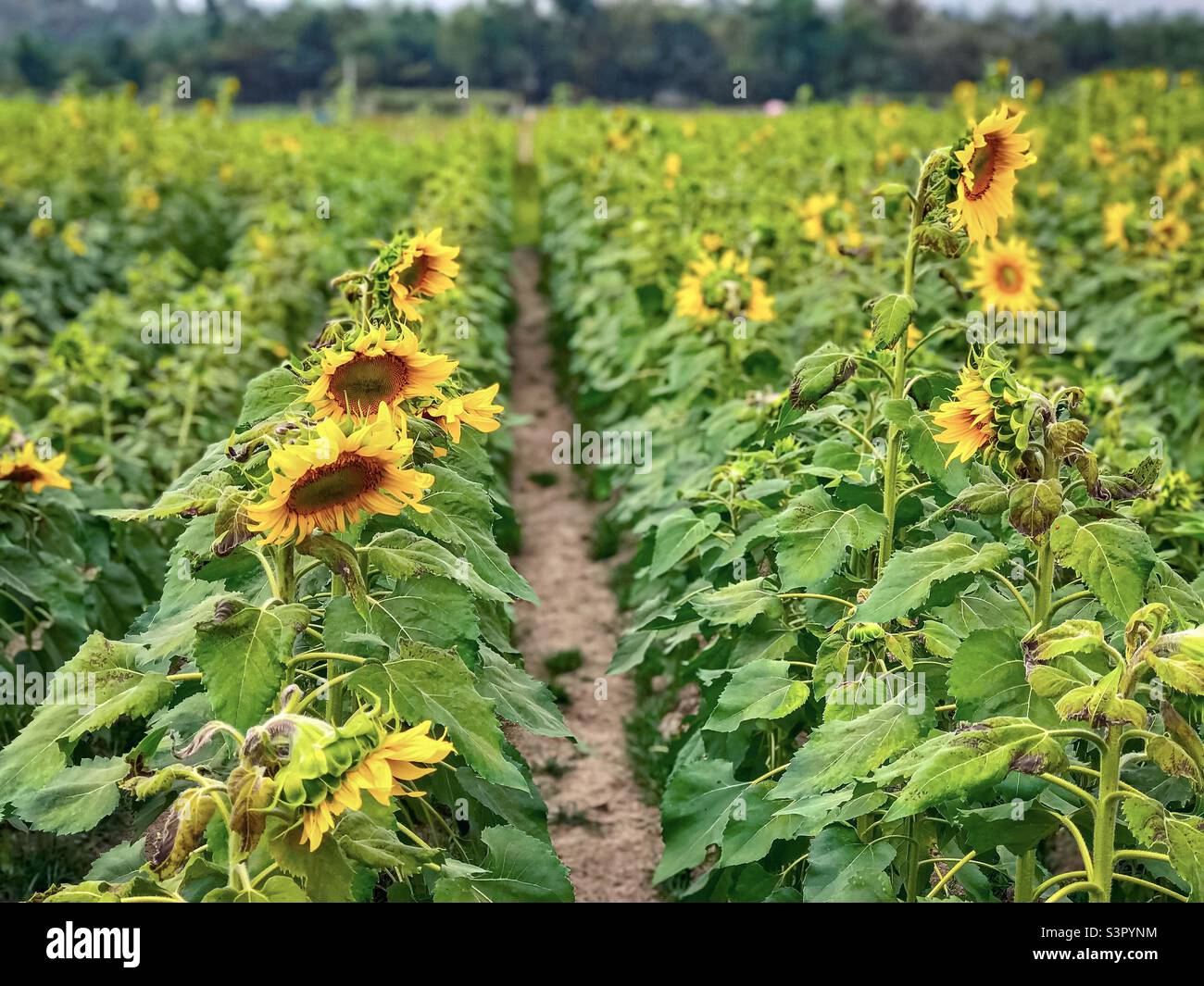 Farm garden with sunflowers hi-res stock photography and images - Alamy