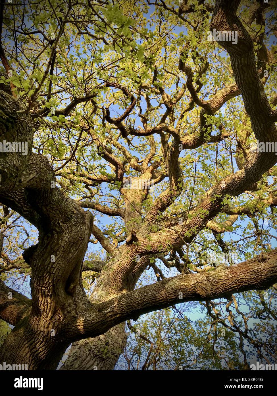 Massive tree hi-res stock photography and images - Alamy
