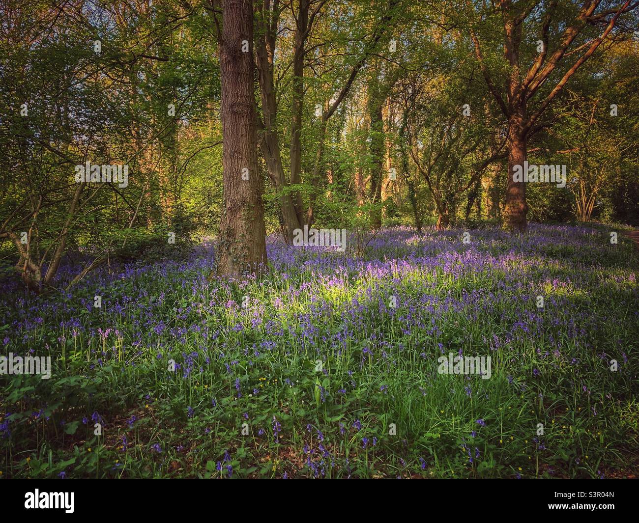 Bluebells in light and shade as the sun shines through the trees Stock ...